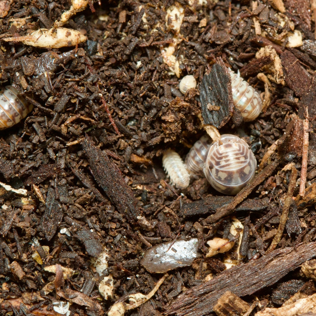 Venezillo Parvus 264 Isopods – Isopod Depot