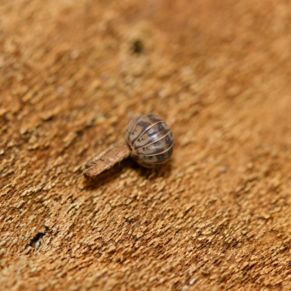 Venezillo Parvus Isopods – Isopod Depot