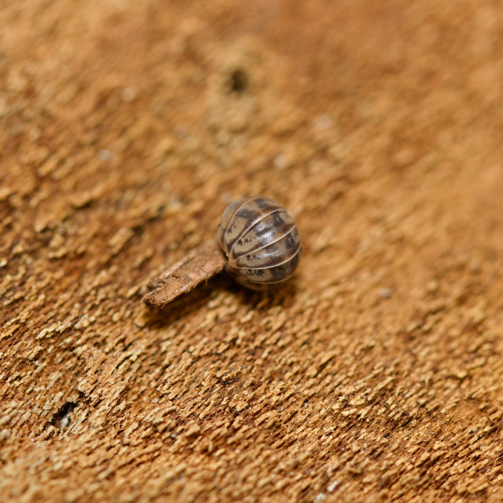 Venezillo Parvus Isopods – Isopod Depot