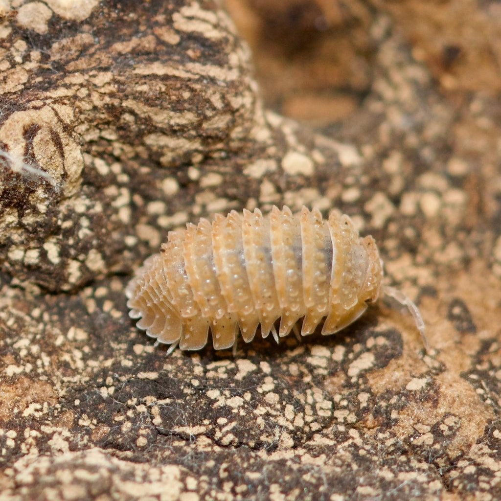 Cristarmadillidium Muricatum Pineapple Isopods – Isopod Depot