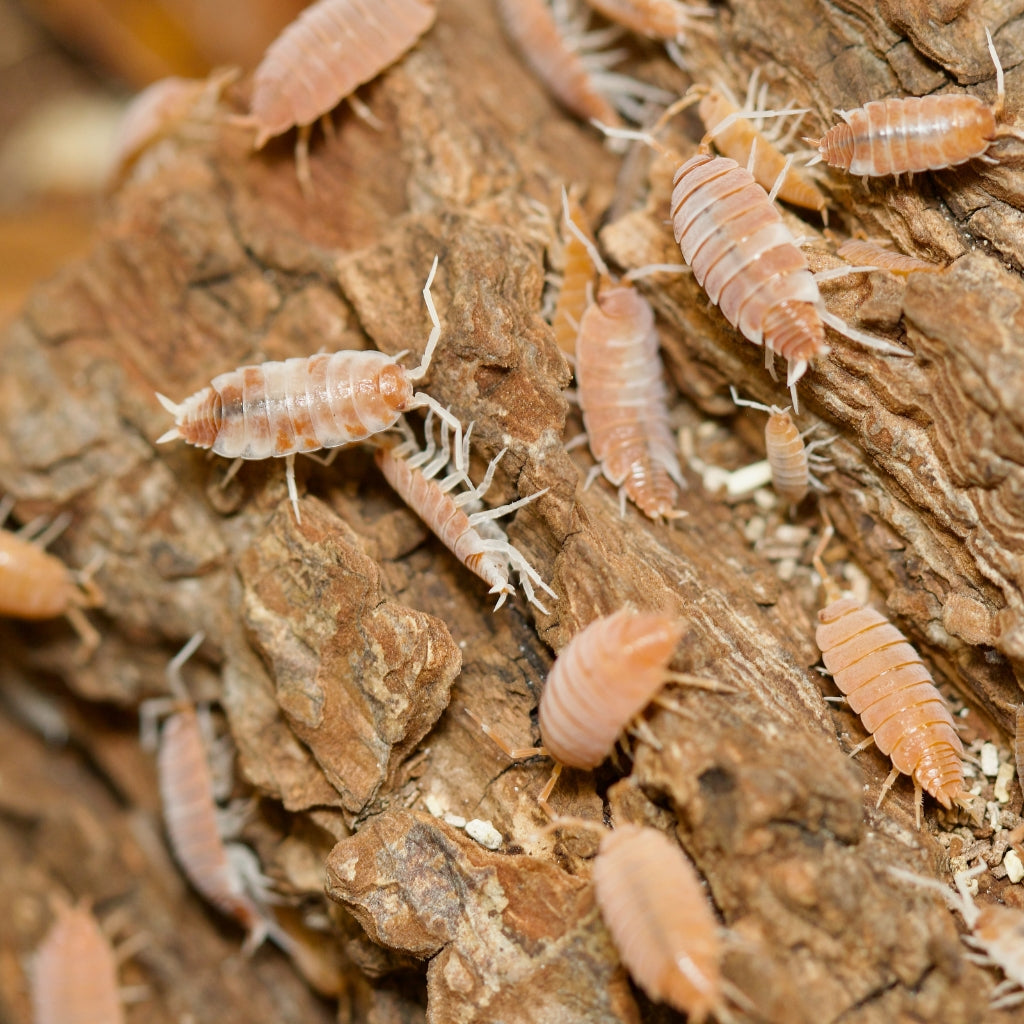 Porcellionides Pruinosus Orange Cream Isopods – Isopod Depot