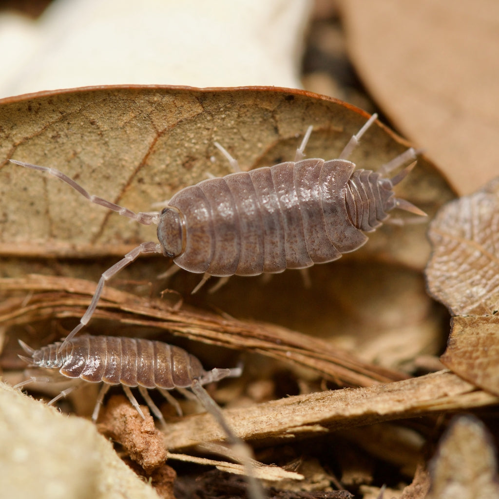 Porcellionides Floria Flowery Blue Isopods – Isopod Depot