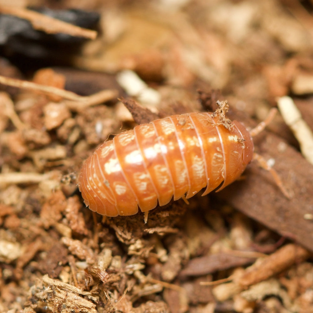 Armadillidium Vulgare Sunset Isopods – Isopod Depot