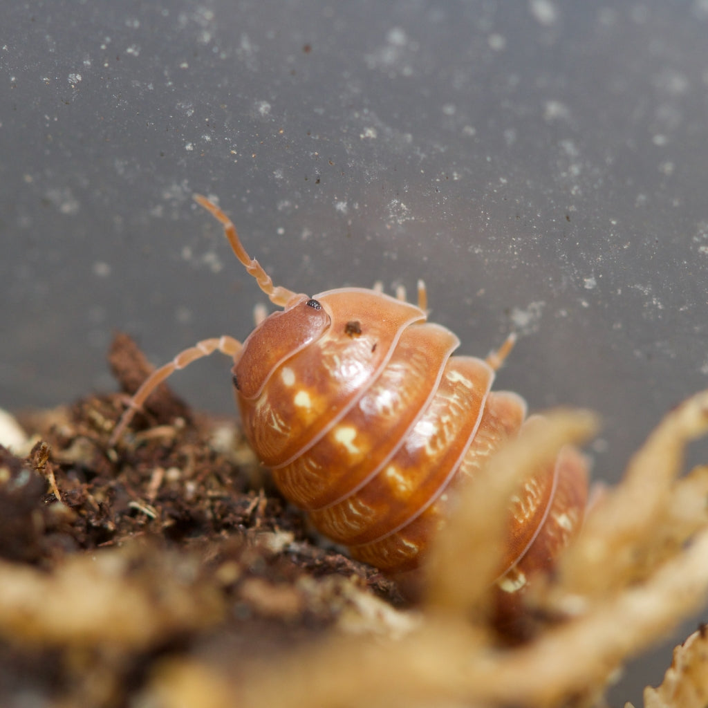 Armadillidium Vulgare Sunset Isopods – Isopod Depot