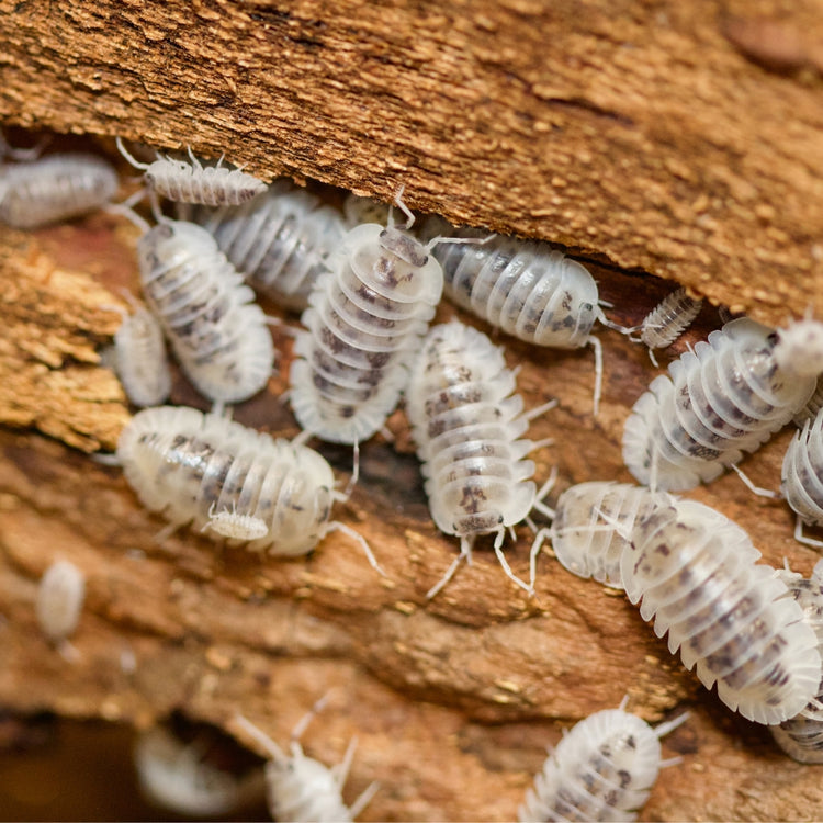 Isopod Depot - Your source for captive bred isopods and springtails