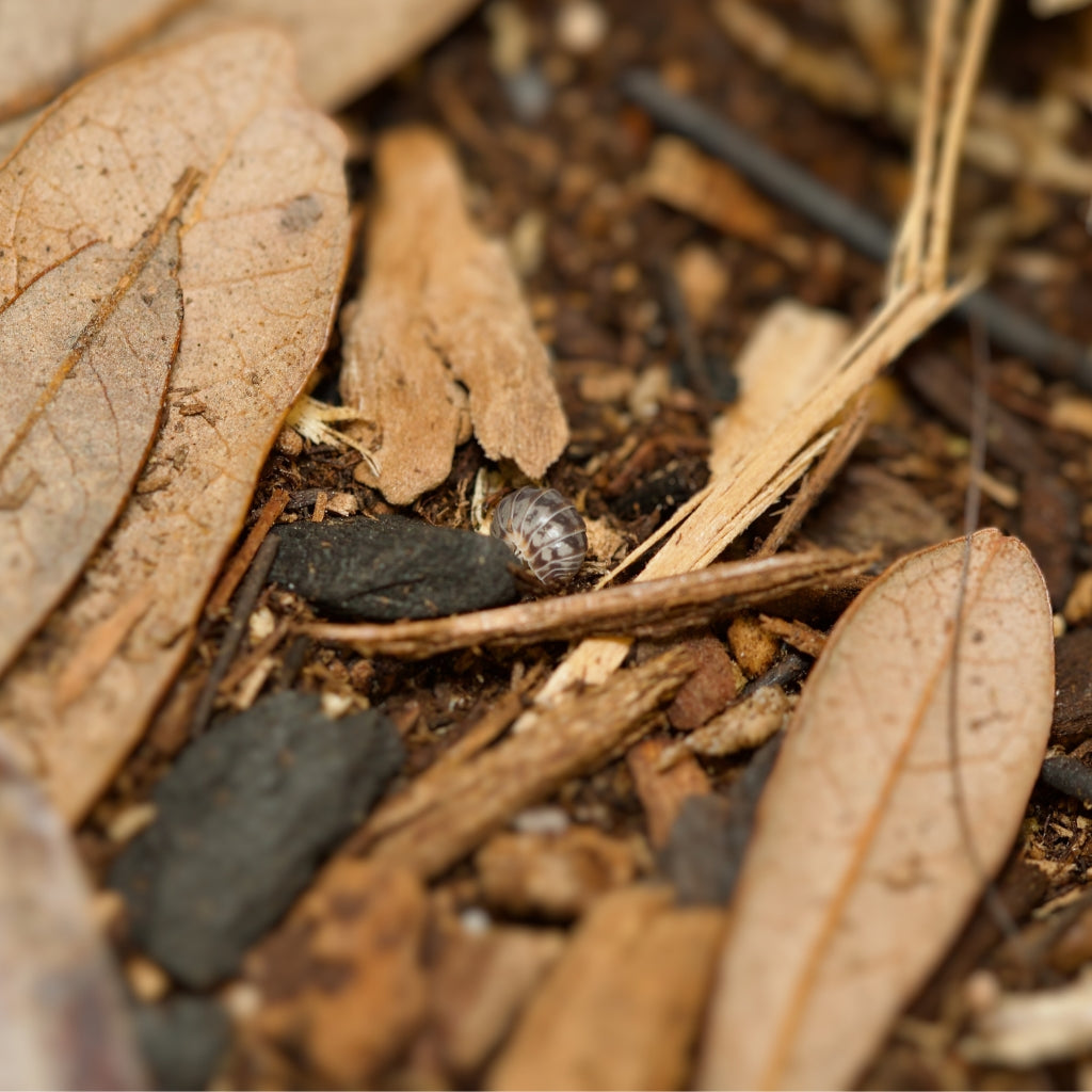 Venezillo Parvus Isopods – Isopod Depot