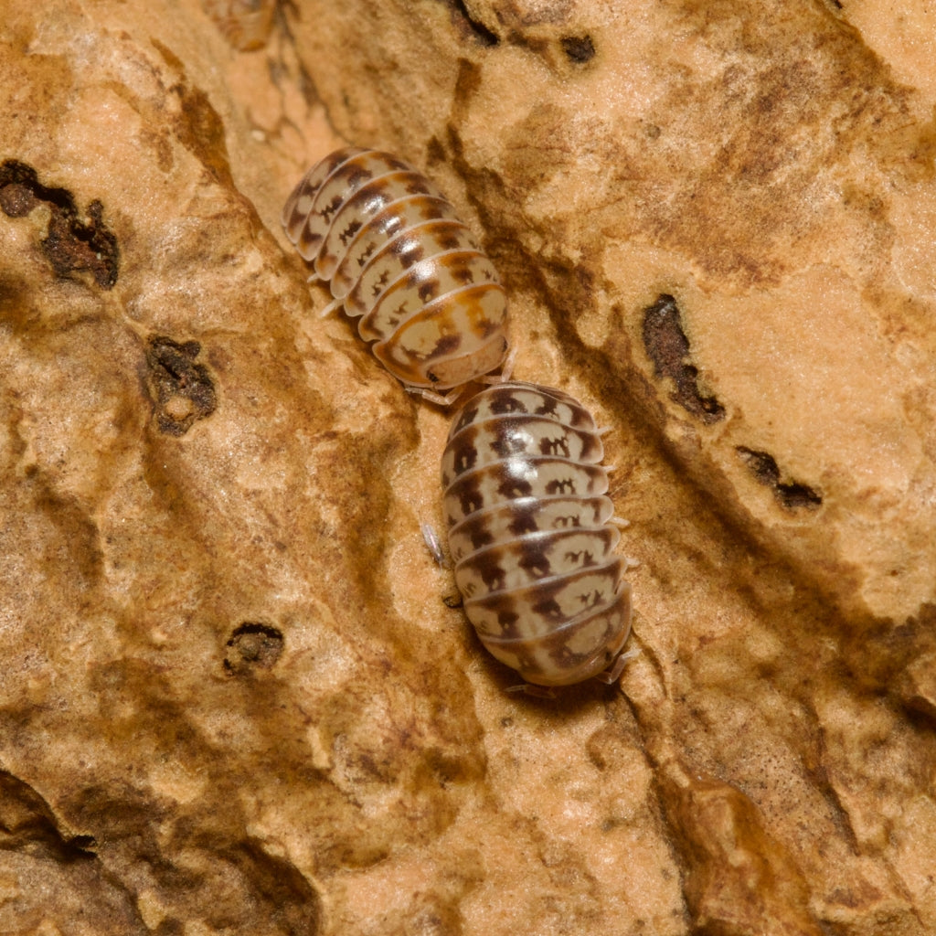 Venezillo Parvus Blackpoint Isopods – Isopod Depot