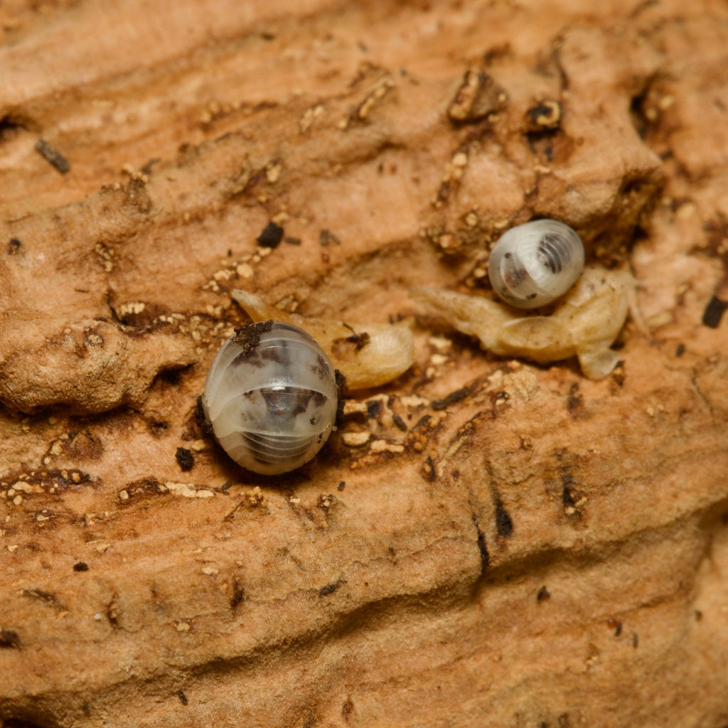 Venezillo Parvus Dalmatian Isopods – Isopod Depot
