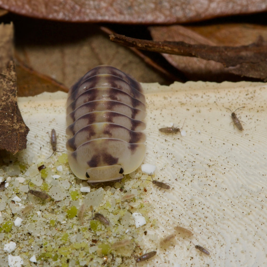 Cubaris Sp Green Laser Isopods – Isopod Depot