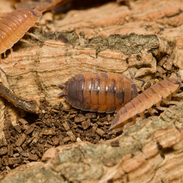 Isopod Depot - Your source for captive bred isopods and springtails