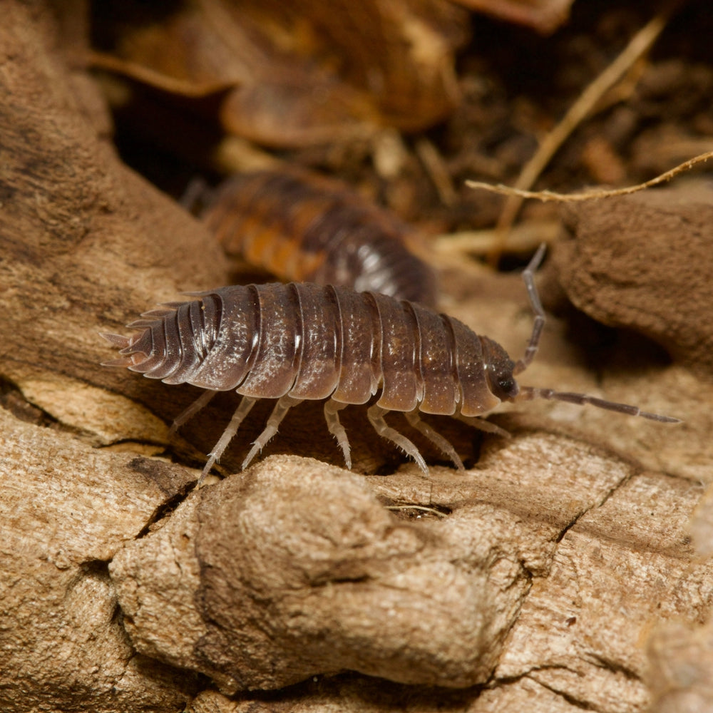 Porcellio Scaber Lava Isopods – Isopod Depot