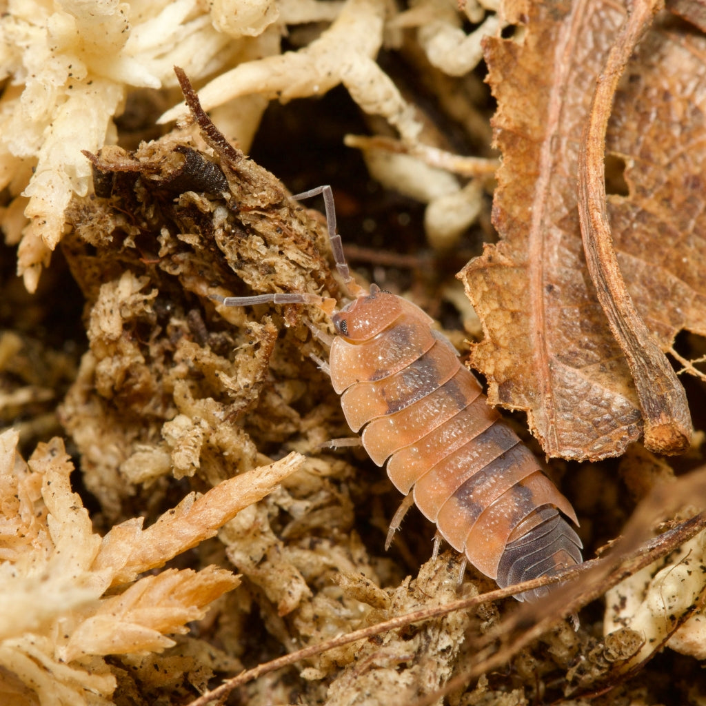 Porcellio Scaber Lava Isopods – Isopod Depot