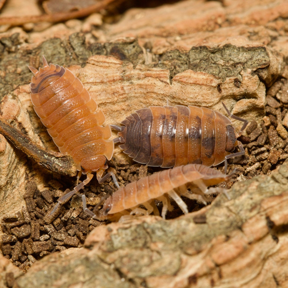 Porcellio Scaber Lava Isopods – Isopod Depot