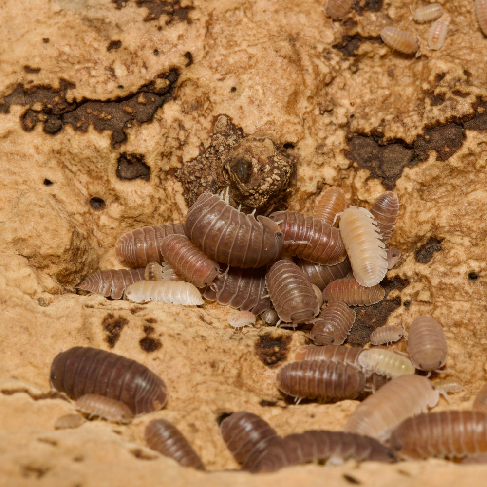 Cubaris Murina Mix Isopods – Isopod Depot