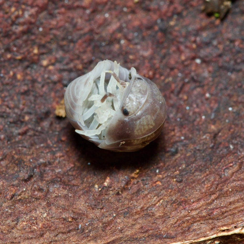 Cubaris Sp Penguin Isopods – Isopod Depot