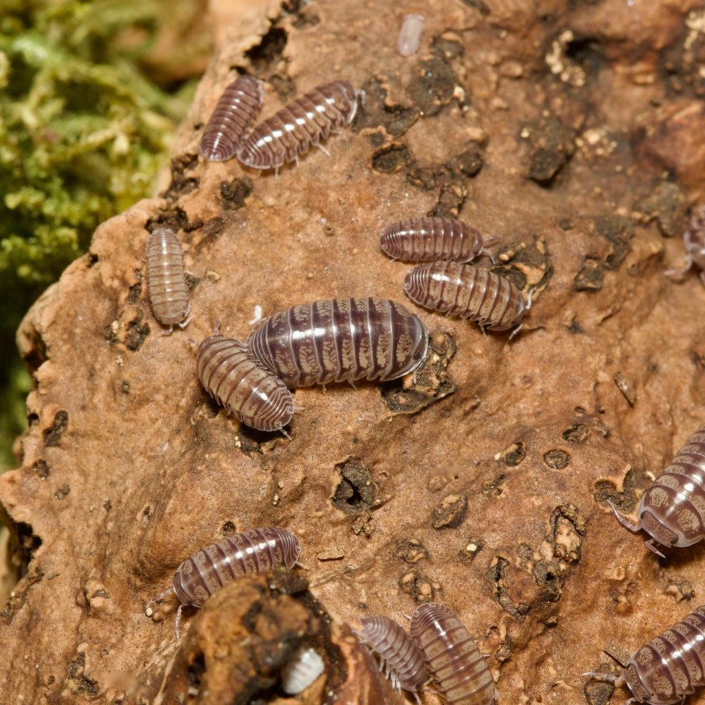 Cubaris Sp Platinum Ducky Isopods – Isopod Depot