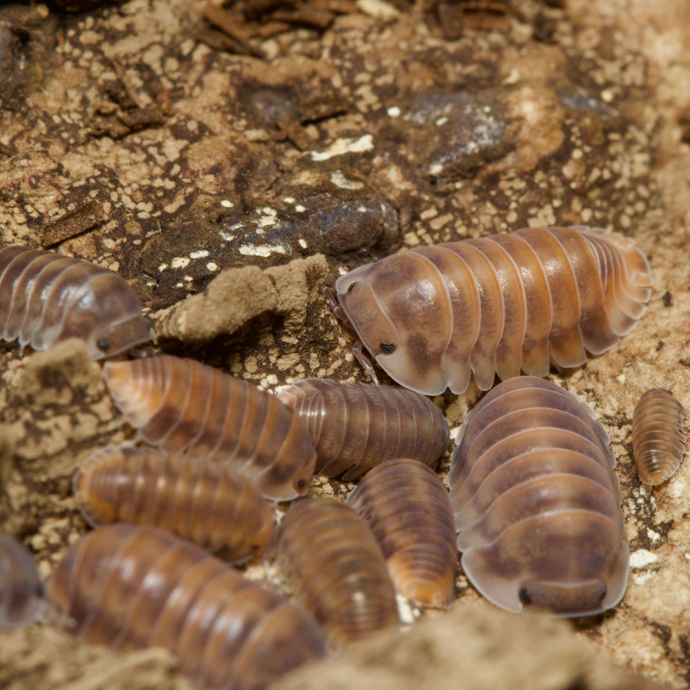 Cubaris Sp. Red Pak Chong Isopods – Isopod Depot