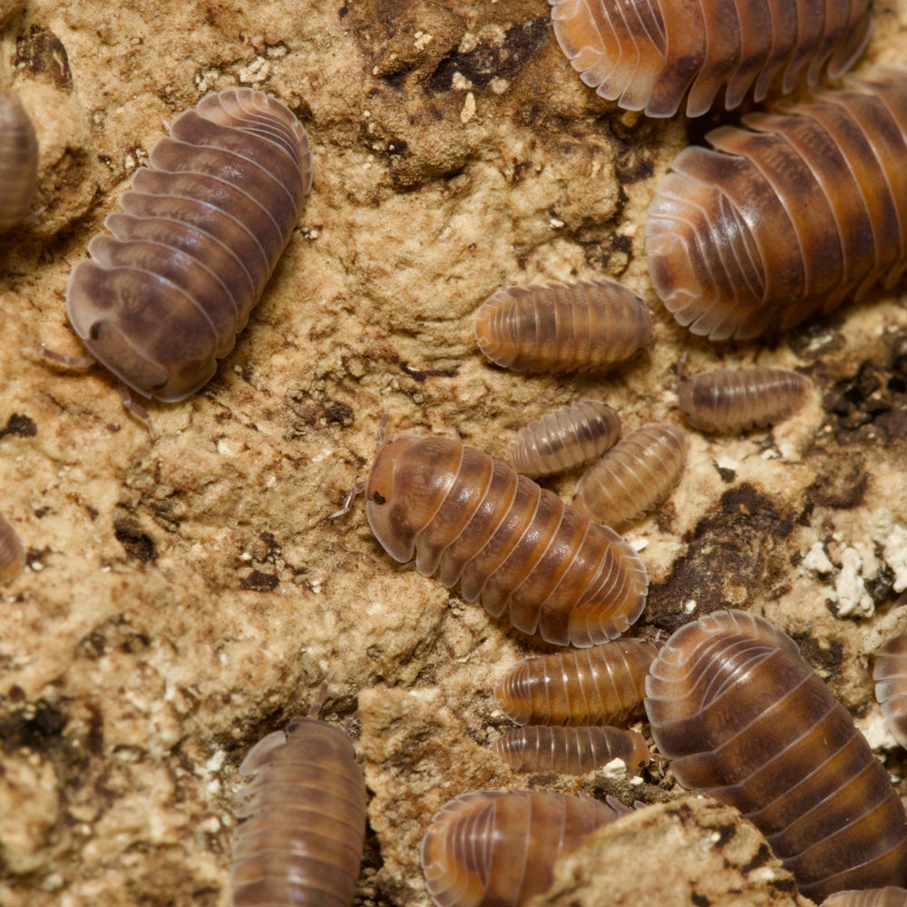 Cubaris Sp. Red Pak Chong Isopods – Isopod Depot