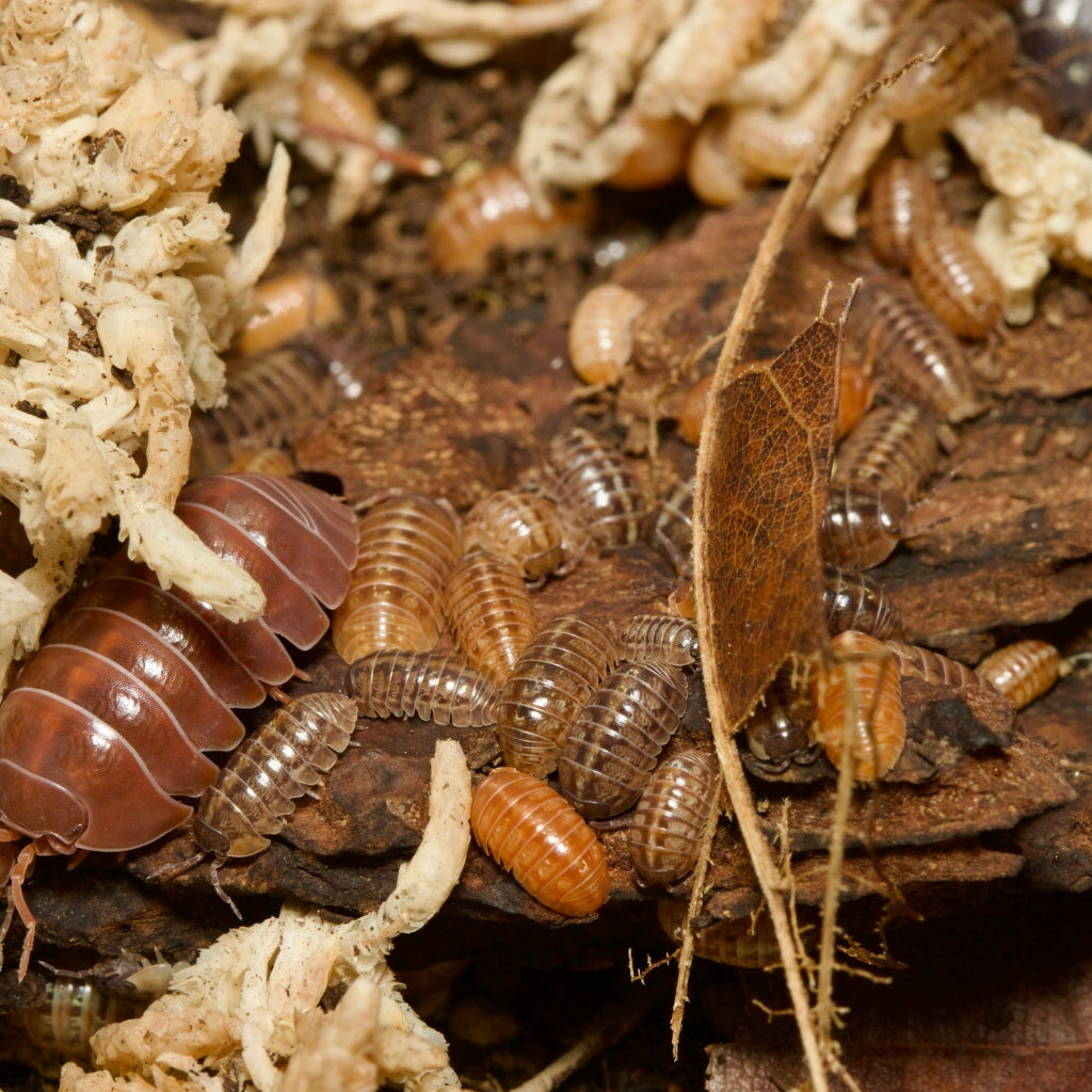 Armadillidium Vulgare St. Lucia Isopods – Isopod Depot