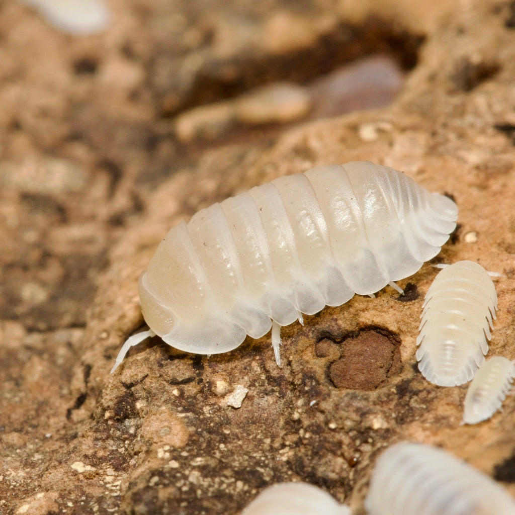 Isopod Depot - Your source for captive bred isopods and springtails
