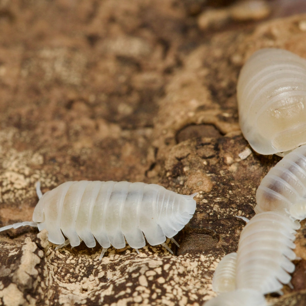 Isopod Depot - Your source for captive bred isopods and springtails