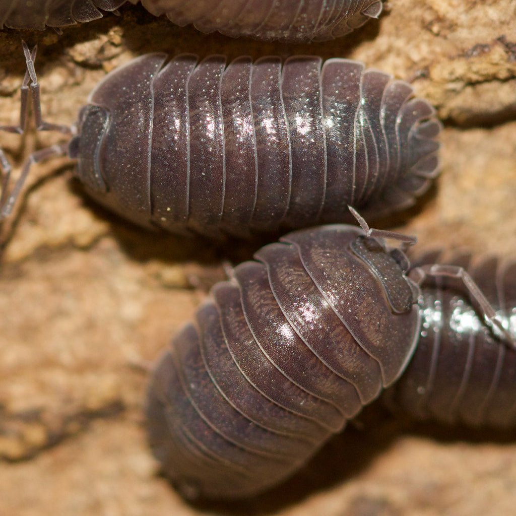 Armadillidium c.f. Pallasii (formerly Frontisotre) Croatian Giant Isop ...