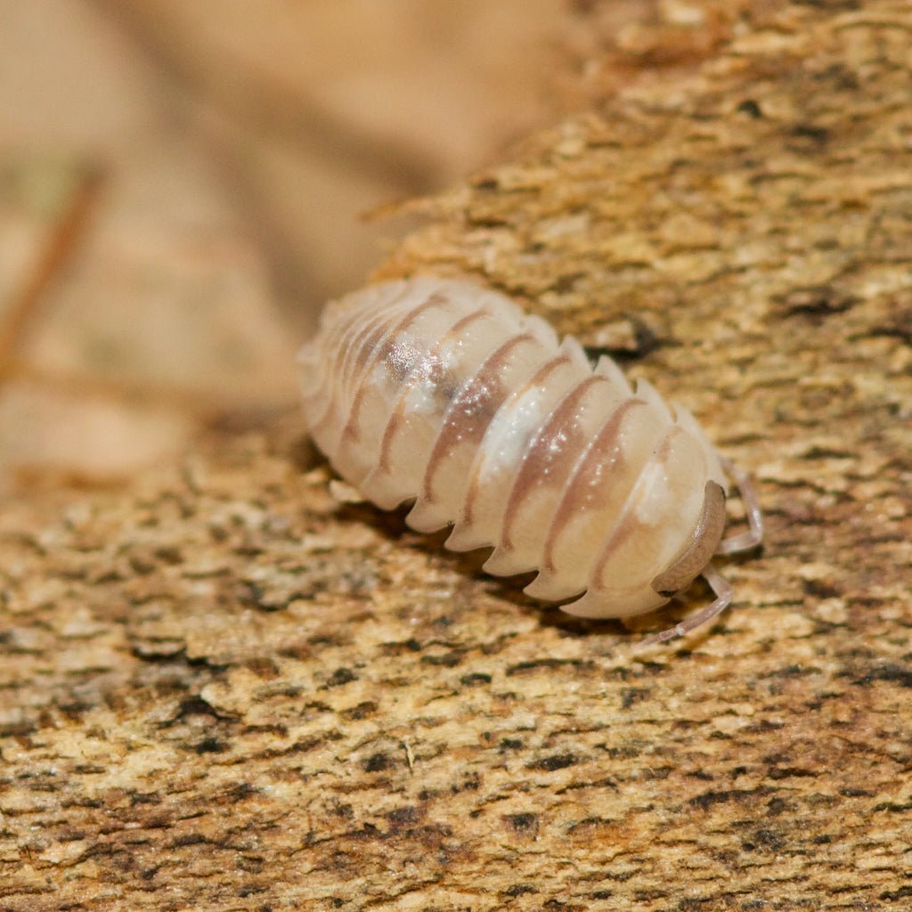 Armadillidium – Isopod Depot