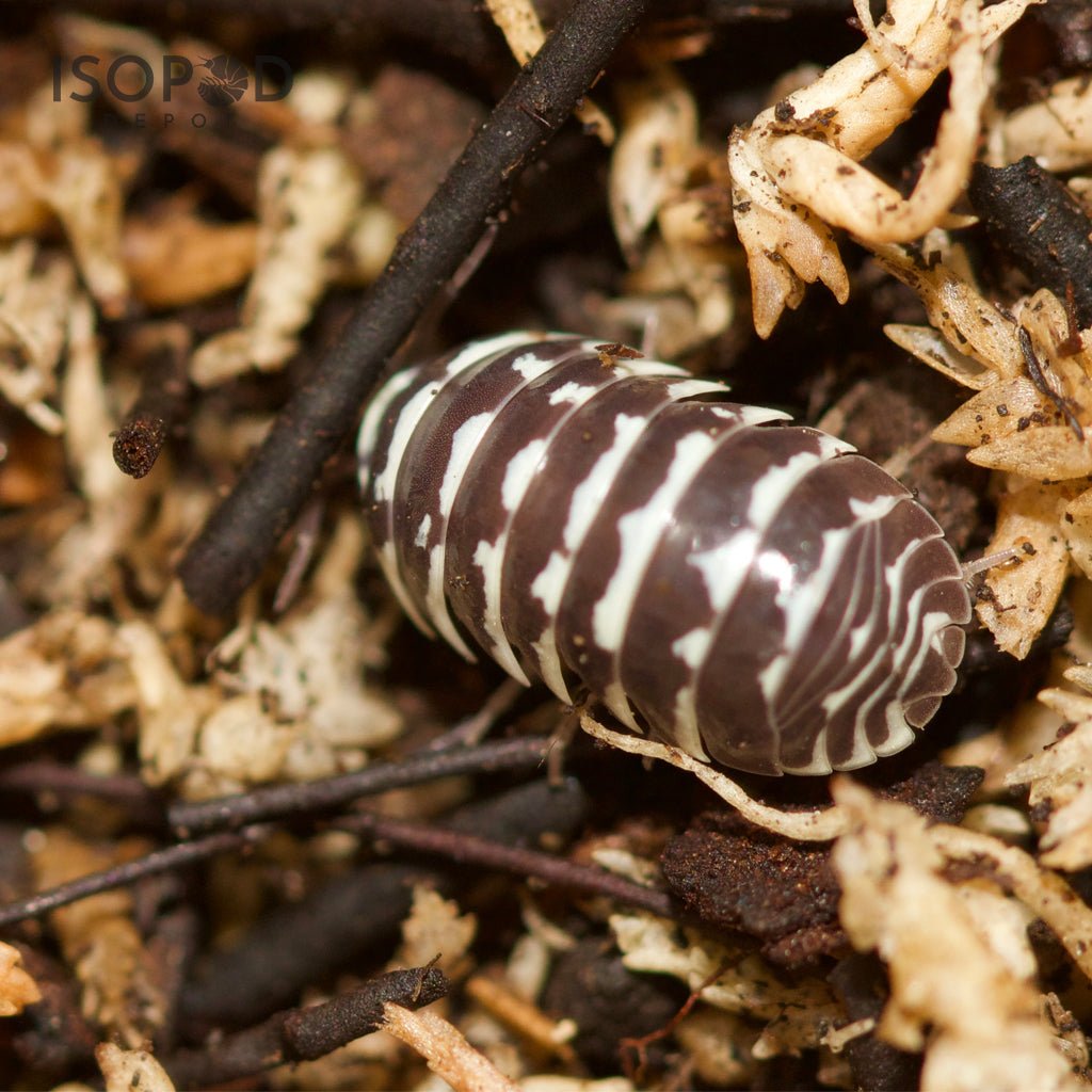 Armadillidium Maculatum Zebra Isopods – Isopod Depot