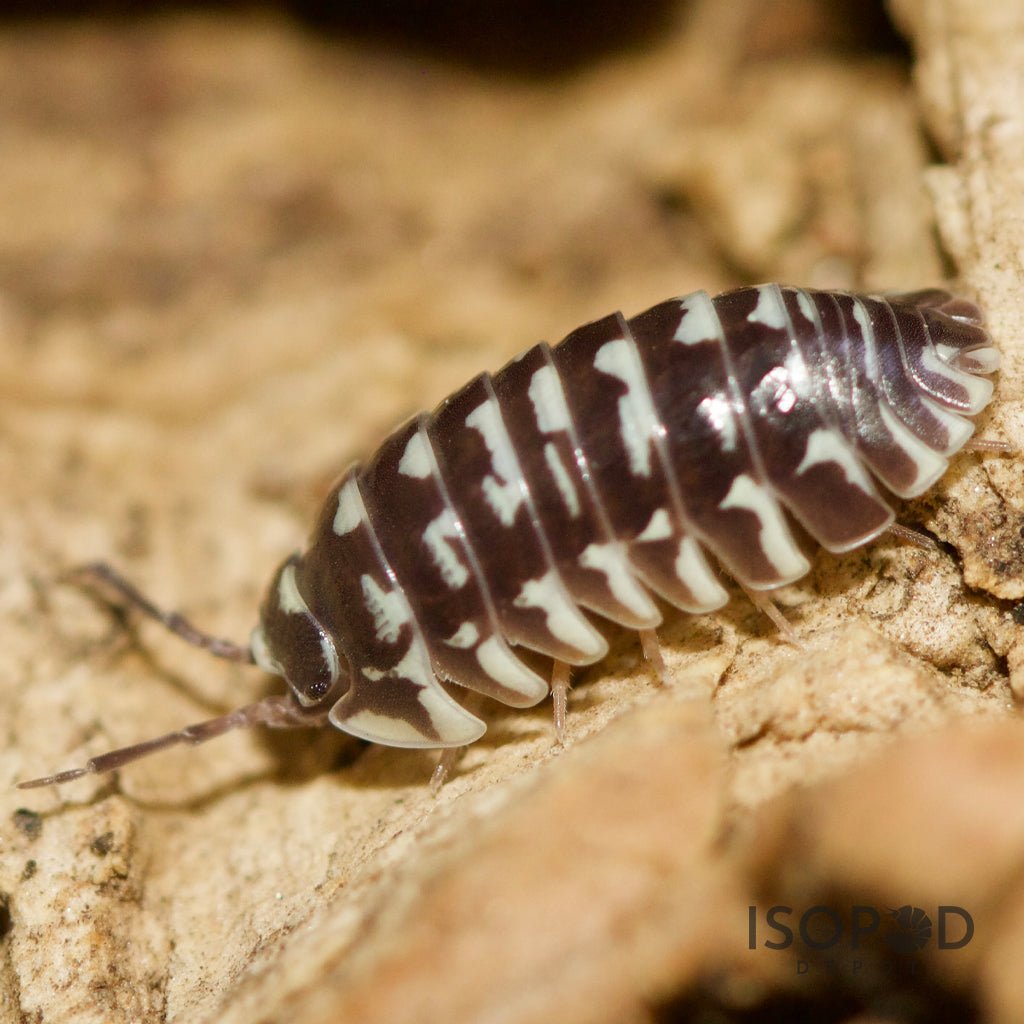 Isopods – Isopod Depot