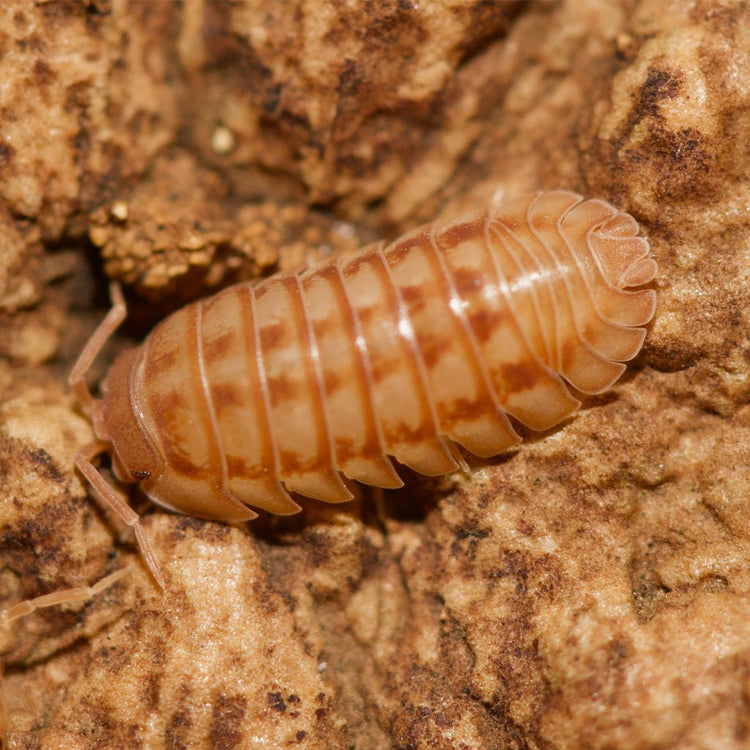 Isopods – Isopod Depot