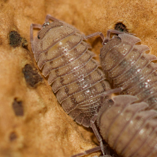 Isopod Depot - Your source for captive bred isopods and springtails