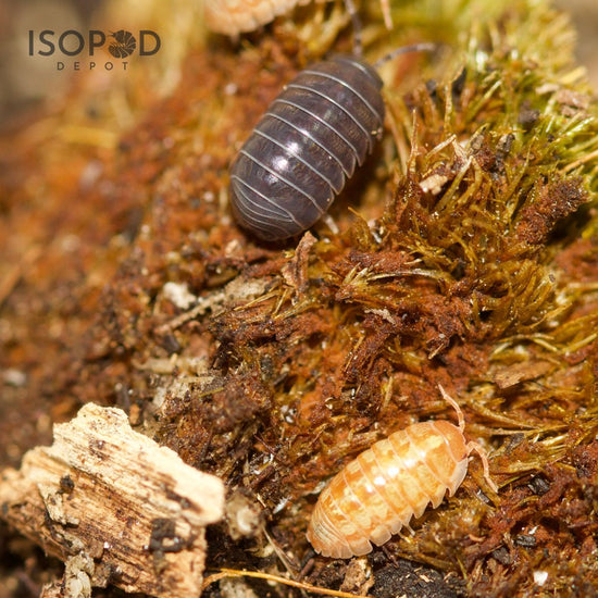 Armadillidium – Isopod Depot