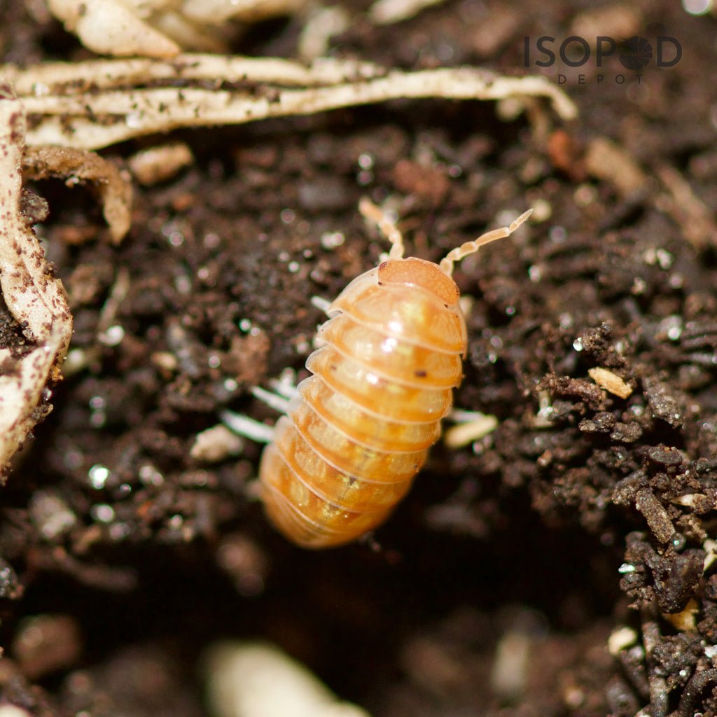 Armadillidium Vulgare Gem Mix Isopods – Isopod Depot