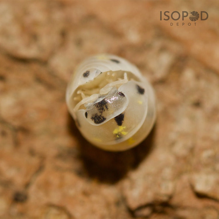 Isopods – Isopod Depot