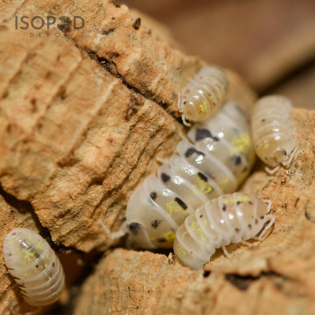 Armadillidium – Isopod Depot