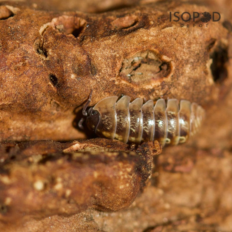 Armadillidium – Isopod Depot