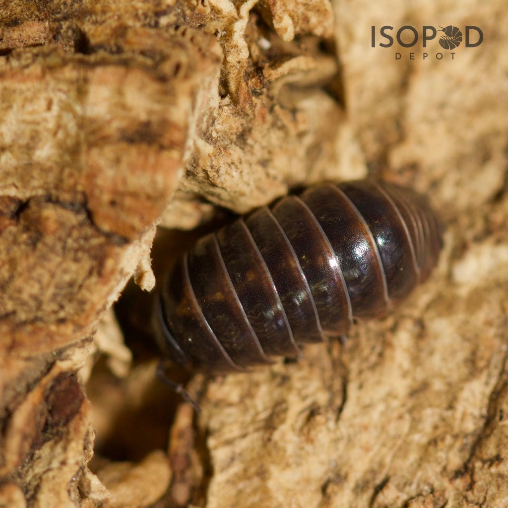 Armadillidium – Isopod Depot