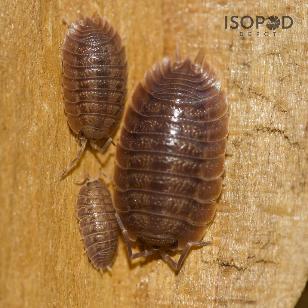 Isopods – Isopod Depot