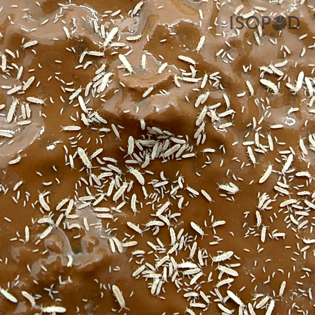 Master Temperate Springtails On Calcium Bearing Clay – Isopod Depot