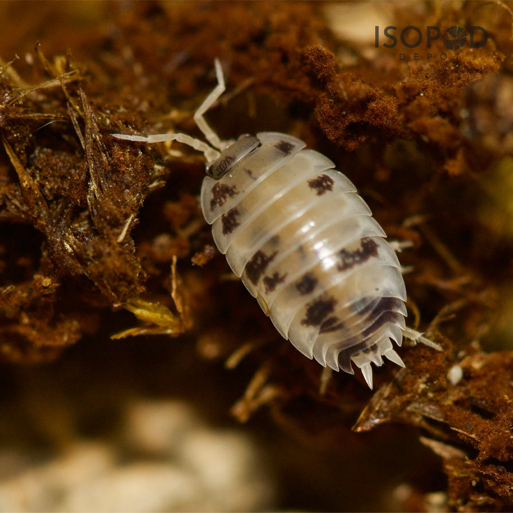 Isopods – Isopod Depot