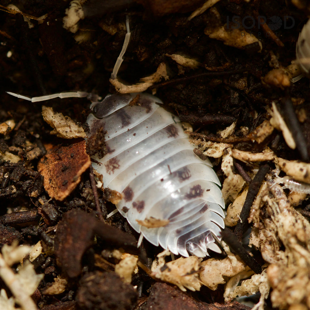 Isopods – Isopod Depot