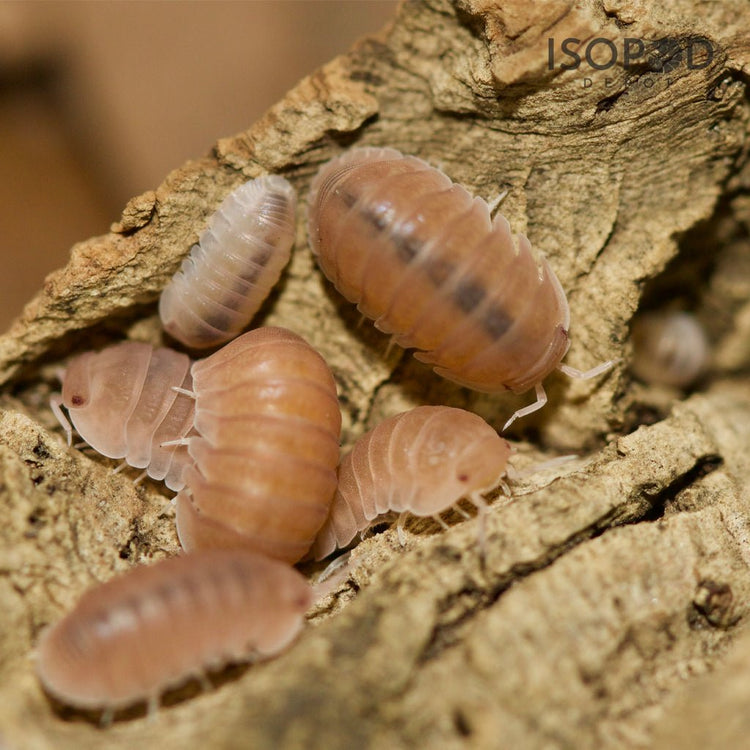 Isopod Depot - Your source for captive bred isopods and springtails