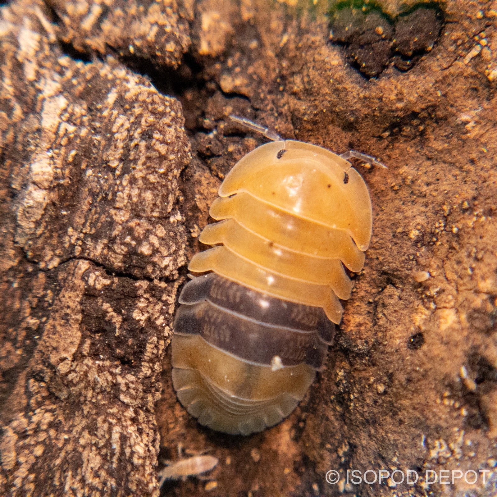 Cubaris – Isopod Depot