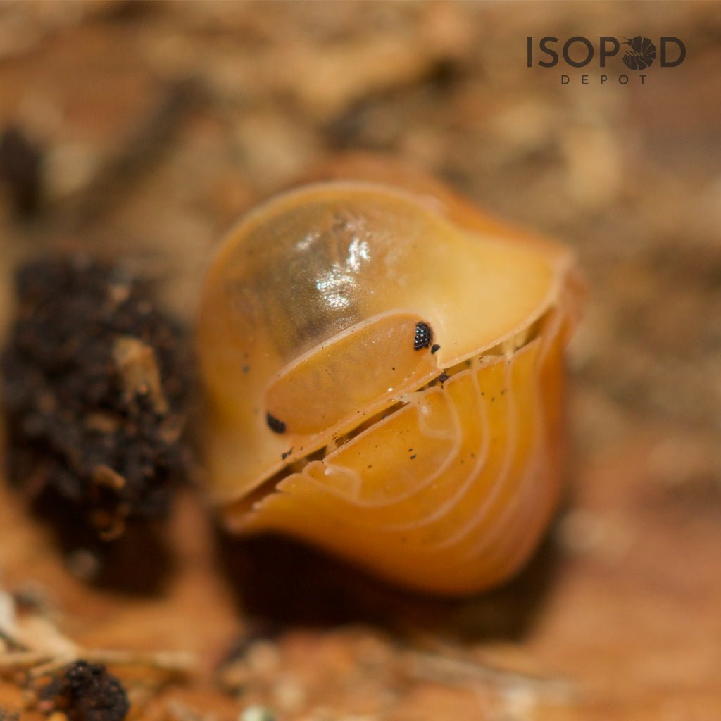 Isopod Depot - Your source for captive bred isopods and springtails