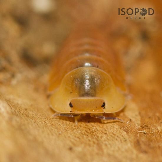 Cubaris – Isopod Depot