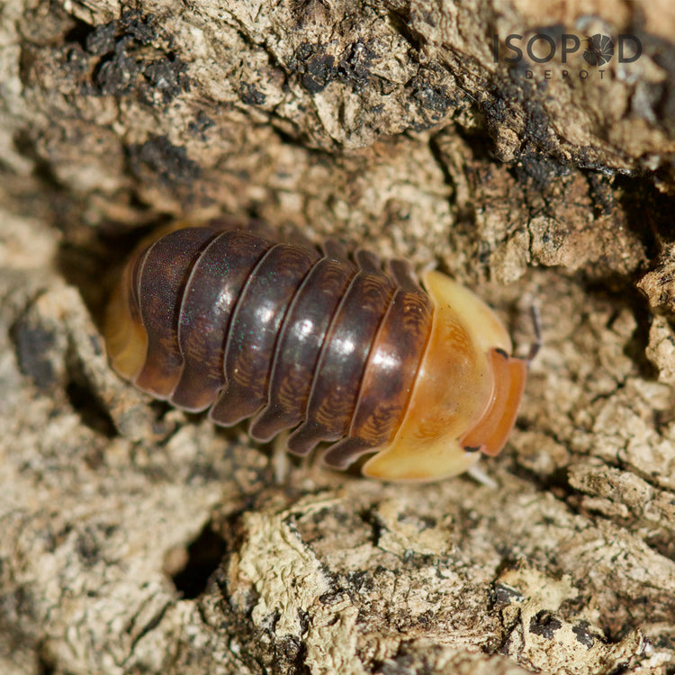 Cubaris – Isopod Depot