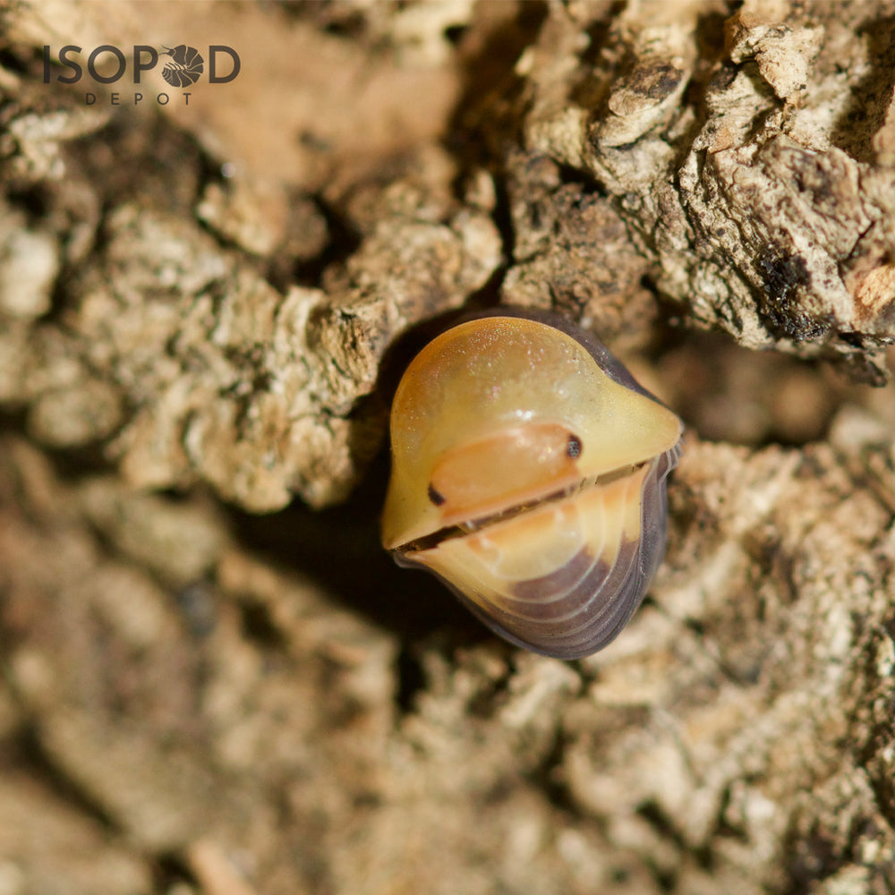 Cubaris Sp. Rubber Ducky – Isopod Depot