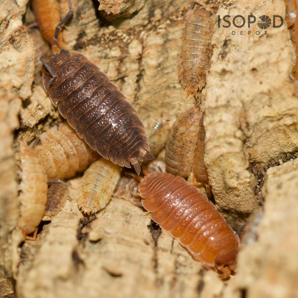 Porcellio Scaber Lemonade Isopods – Isopod Depot