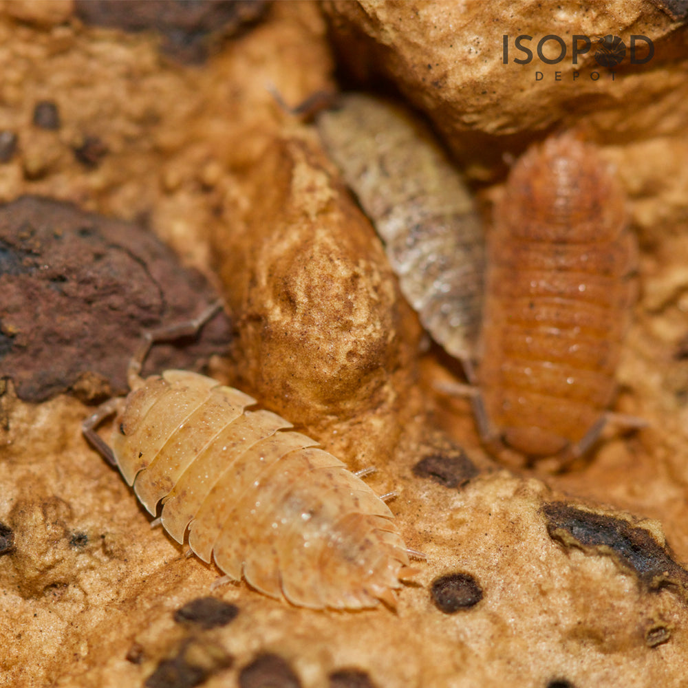 Porcellio Scaber Lemonade Isopods – Isopod Depot