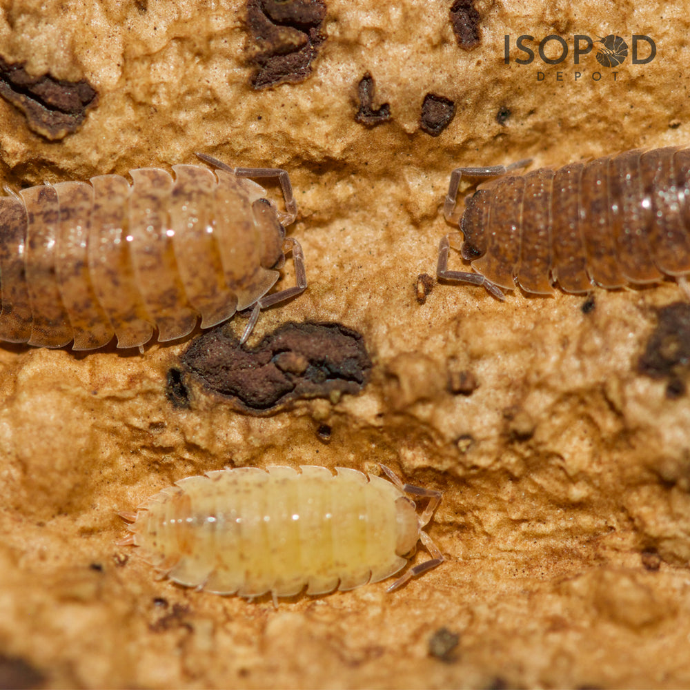 Porcellio Scaber Lemonade Isopods – Isopod Depot
